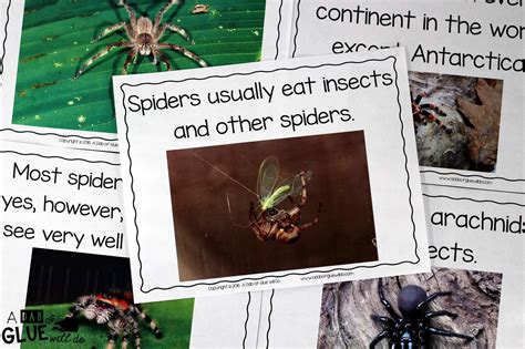 Spiders An Animal Study