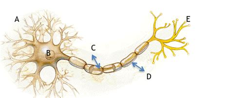 Neuron Diagram Diagram Quizlet