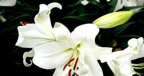 百合花的香气（探秘百合花的芳香成分与香味特征）花植网
