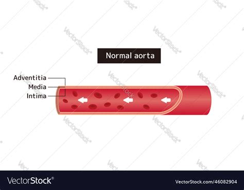 Of Normal Aorta Royalty Free Vector Image Vectorstock