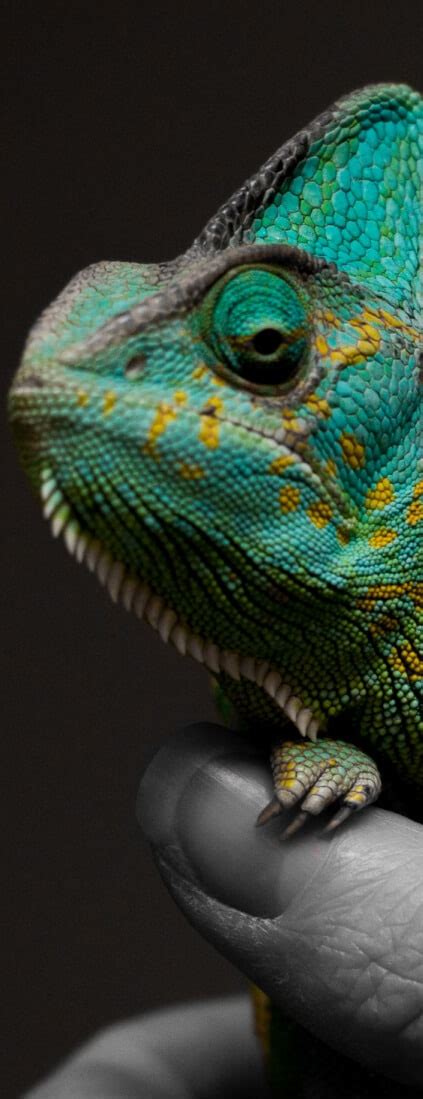 When To Euthanize A Cat With Hyperthyroidism 8 Signs To Watch For