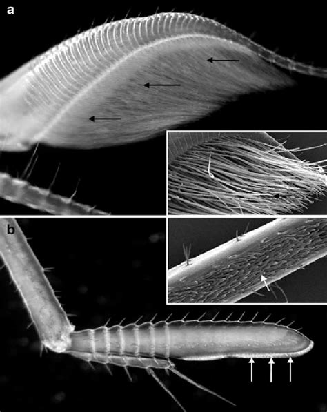 Crabs Under Microscope