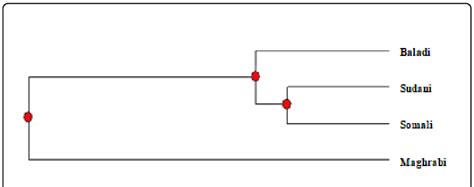 dendrogram based on genetic similarity computed from the scot data