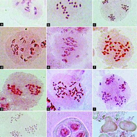 Pdf Colchicine Induced Polyploidy In Coriander Coriandrum Sativum L