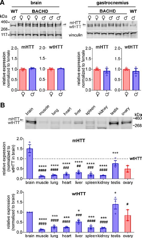 Comparisons Of Mhtt And Wthtt Expression In Females Vs Males And In