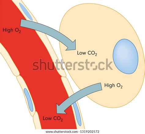 Diffusion Enables Oxygen Enter Cells Carbon เวกเตอรสตอก ปลอดคาลขสทธ 1319202572