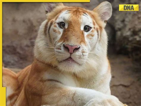 Meet Ava The Cute Golden Tiger From Thailand Taking Internet By Storm