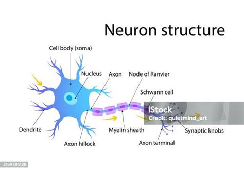 Detailed Illustration Of Neuron Structure With Labeled Parts In A