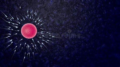 Fertilization Is The Fusion Of Haploid Gametes Egg And Sperm Premium