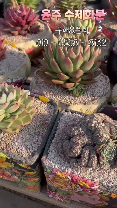 행복주말 보내세요🍀 多肉植物 다육이 다육식물 다육 화분 수제화분 Flowers Shorts Vlog 식물키우기