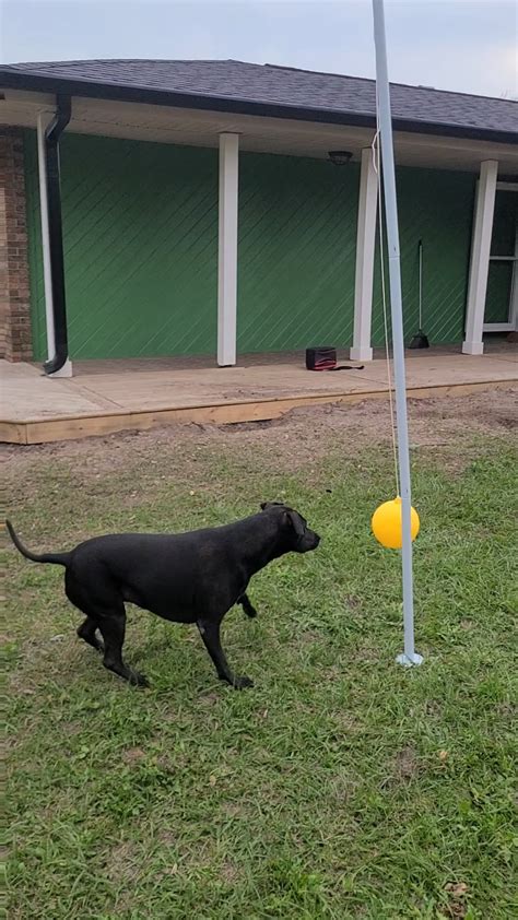 Teatherball R Rarepuppers