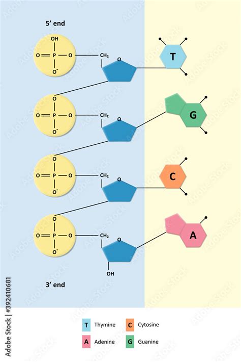Sugar Phosphate Backbone Diagram