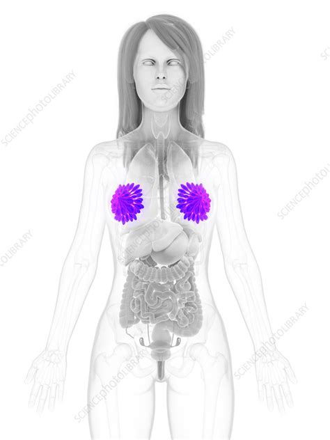Mammary Glands Illustration Stock Image F0384690 Science Photo