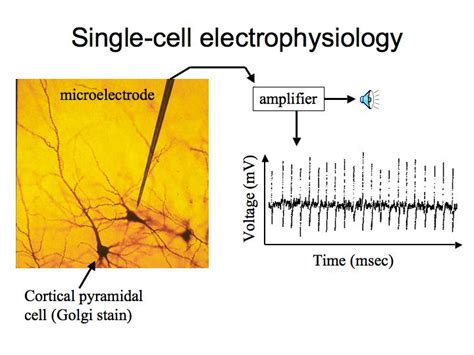 Perception Lecture Notes The Brain