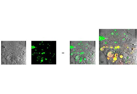 Full Infection Process