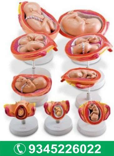 Embryo Development Model At ₹ 4550piece In Coimbatore Id 2852175015630