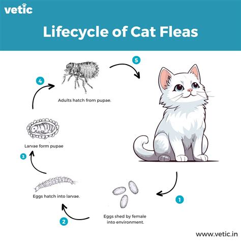Cat Flea Tapeworm Cycle At Sandra Raines Blog