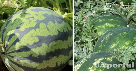 Коли та як підживлювати дині та кавуни навесні найкращі добрива для кавунів та динь поради