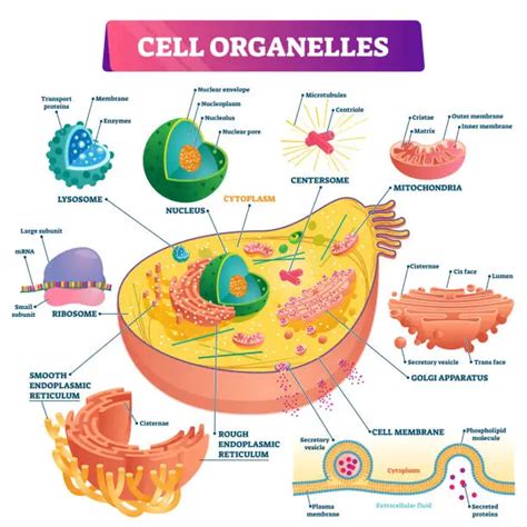 Endoplasmic Reticulum Structure
