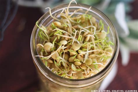 How To Sprout Lentils Simple Living Creative Learning