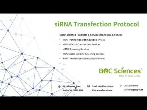 Sirna Transfection Protocol What Is Sirna Transfection Rnai Boc