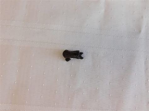 Turtle Vertebra Fossil Fossils And Artifacts For Sale Paleo Enterprises