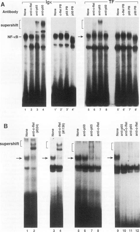Identification Of Nf Kb Rel Proteins Present In The Tf Complex The Tf
