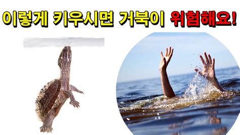 [ 거북이씨 ] 이렇게 키우시면 거북이 위험해요 Youtube