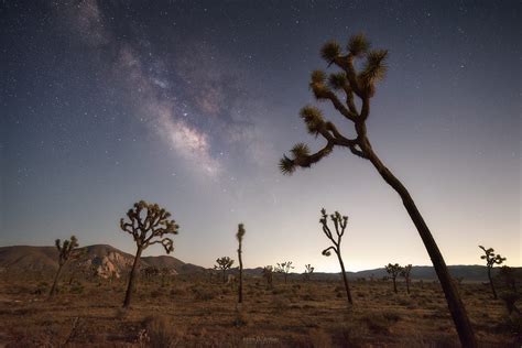 Night Tree Photography