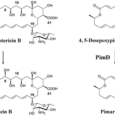 Structures Of Relevant Polyene Macrolide Antibiotics Amphl Oxidizes Download Scientific