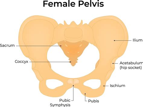 Female Pelvis Anatomy Diagram With Labeled Bones Diagram 75457745