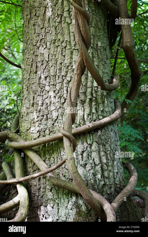 Vine Stem Wrapped Around An Oak Tree Trunk In An English Woodland Uk