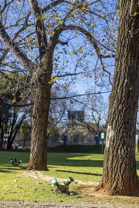 Trees Losing Their Leaves In Winter In The Southern Hemisphere Specifically In South Africa