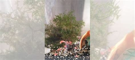 Аквариумные растения купить в Новосибирске | Животные и зоотовары | Авито