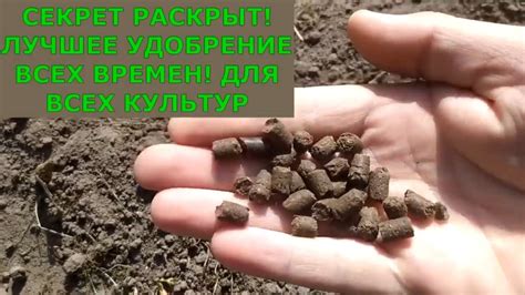 СЕКРЕТ РАСКРЫТ ЛУЧШЕЕ УДОБРЕНИЕ ВСЕХ ВРЕМЕН ДЛЯ ПОЧВЫ ОСЕНЬЮ - YouTube