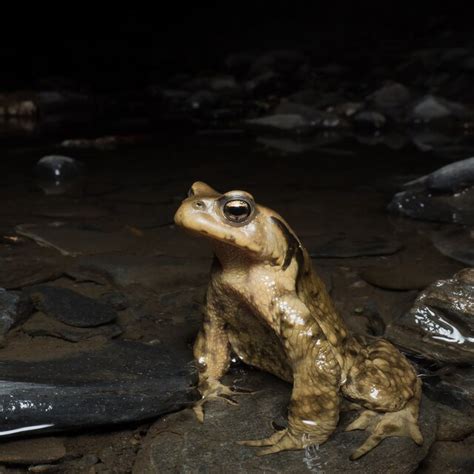 A Male Asiatic Toad At A Breeding Pond Nuptial Pad Can Be Seen On Its Download Scientific