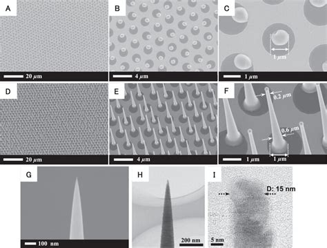 Site Defined Inp Nanowires With Nanowire Diameter Modulated From Download Scientific Diagram