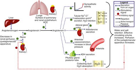 Renal Physiology Clinical Tree