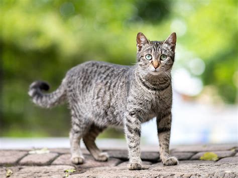 Black And White And Grey Cats The Timeless Elegance Of Feline Coats