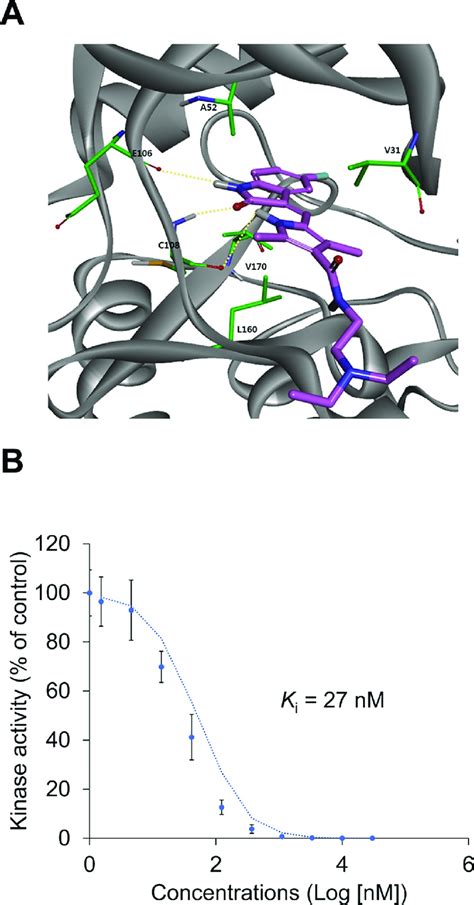 Binding Mode And K I Of Sunitinib For Tnik A The Proposed Binding Download Scientific