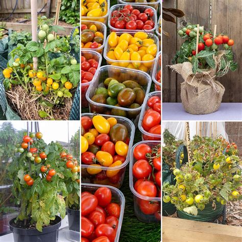 Micro Tomato Mix Buy Online At Seeds Of Plenty Seeds Of Plenty