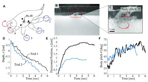 Overview Of Biological Observations A Labeled Depiction Of Markings Download Scientific