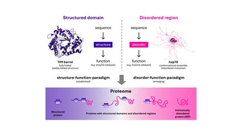 What Are Intrinsically Disordered Proteins Idps And How Do They Differ From Ordered Proteins