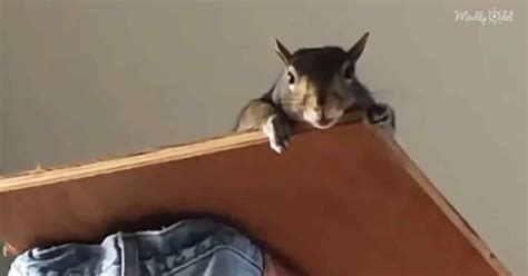 Generous Woman Builds Treehouse For Baby Squirrel That Wouldnt Leave Her Madly Odd