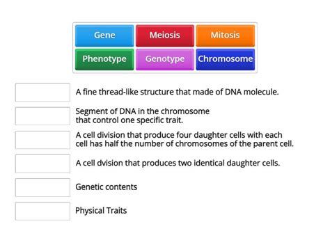 Genetic Vocabulary Match Up