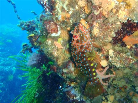 Othos Dentex Animaliabio의 사실 다이어트 서식지 및 사진