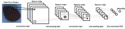 Typical Architecture Of Convolutional Neural Network Download Scientific Diagram