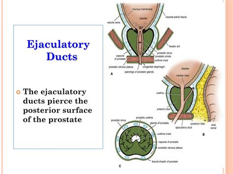 Bulbourethral Gland Ejaculatory Ducts At Margaret Carlin Blog