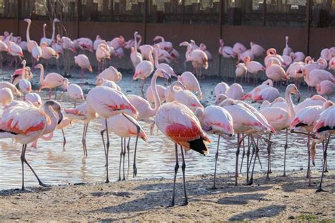 Troupeau De Flamants Roses à Walvis Bay En Namibie Photo Gratuite