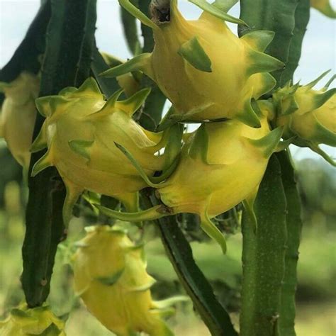 Yellow Dragon Fruit Flower